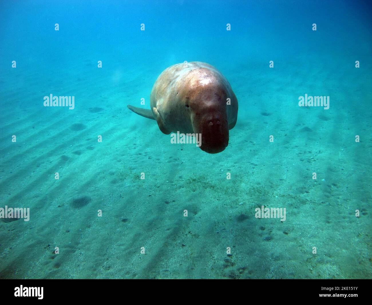 Dugong. Baby dugong from the bay of Mars Mubarak Dugongo. Sea Cow in ...