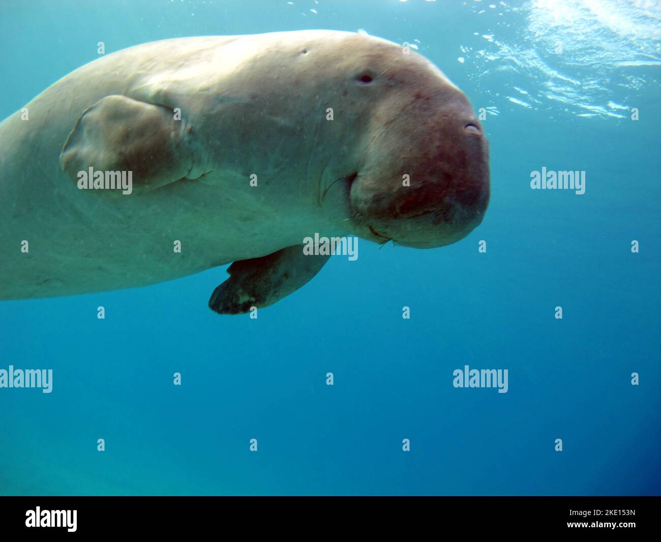 Dugong. Baby dugong from the bay of Mars Mubarak Dugongo. Sea Cow in ...