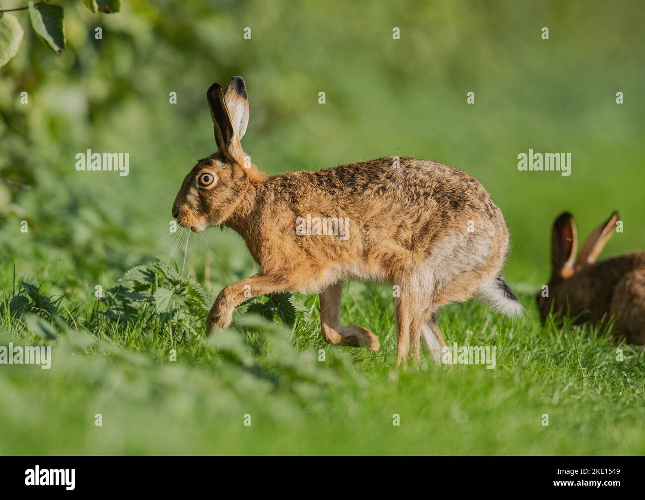 A Brown Hare ( Lepus europaeus) running across a grassy farm margin ...