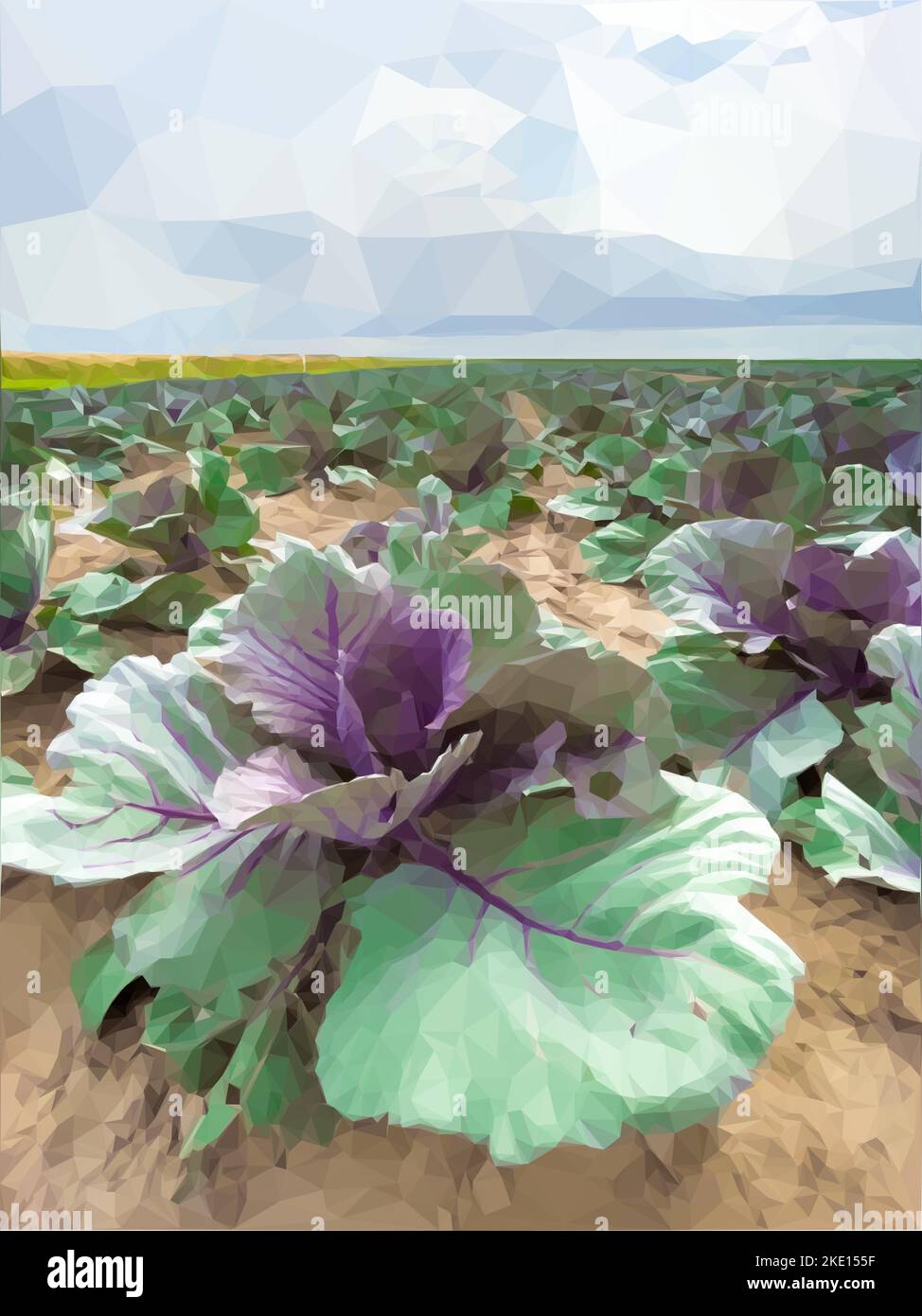 Cabbage vector vectors hi-res stock photography and images - Alamy