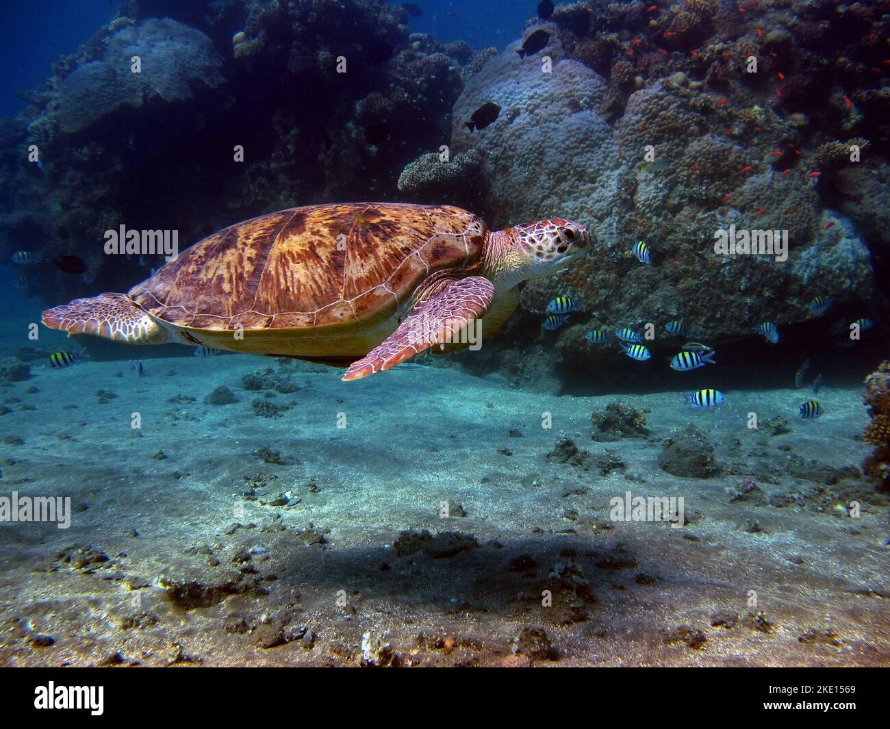 Green turtles are the largest of all sea turtles. A typical adult is 3 ...