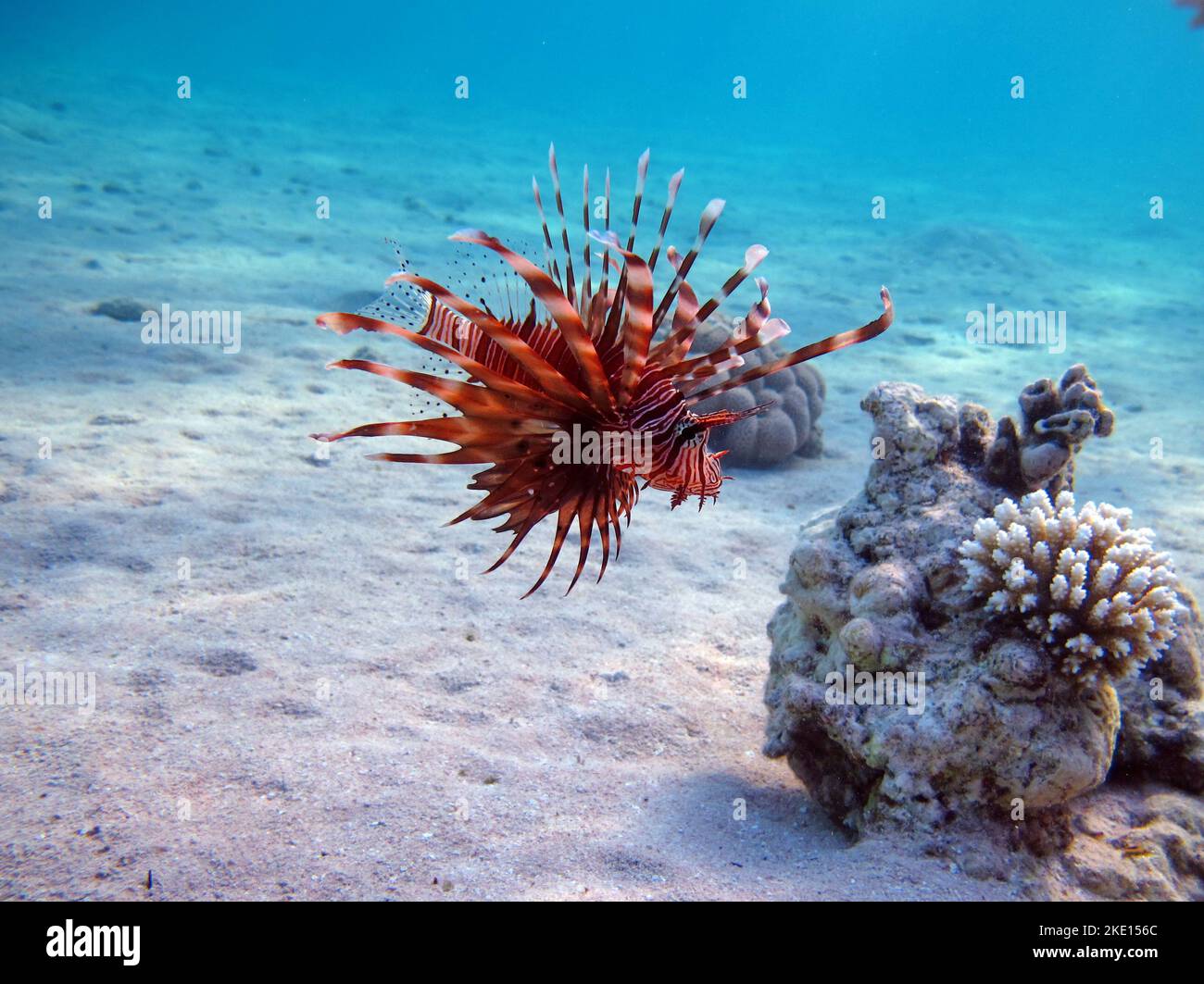 Lion Fish in the Red Sea in clear blue water hunting for food ...