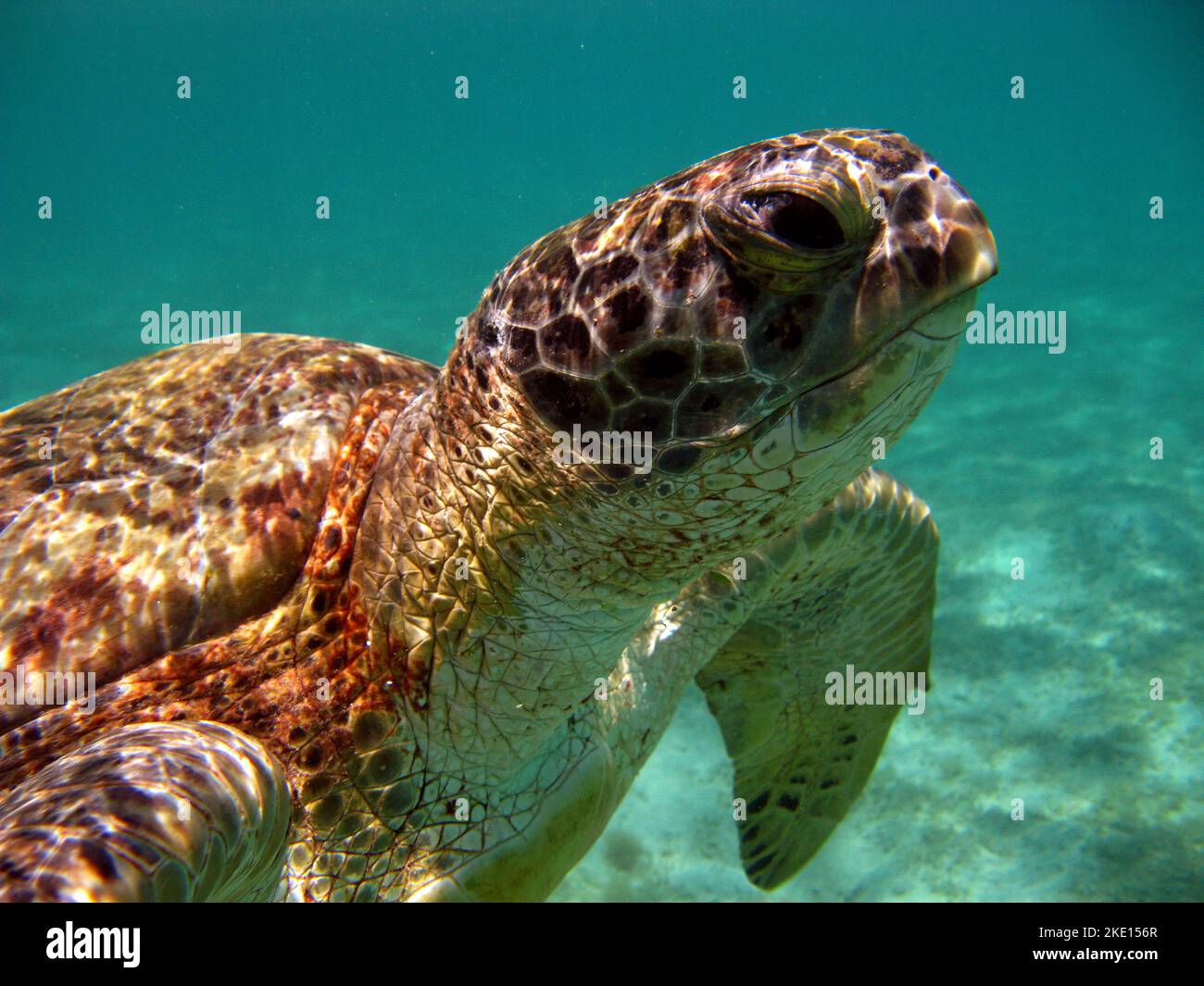 Green turtles are the largest of all sea turtles. A typical adult is 3 ...