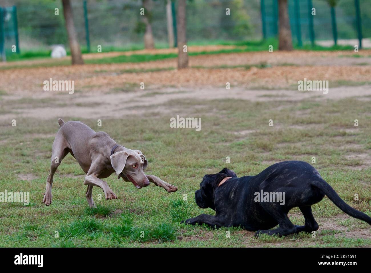 Funny Weimaraner pointing to the game a corso cane dog with an ...