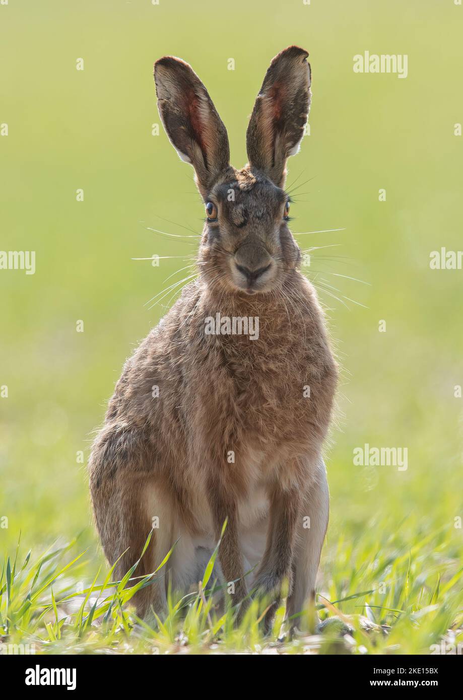 A wild Brown Hare , sitting looking at the camera An intimate shot ...
