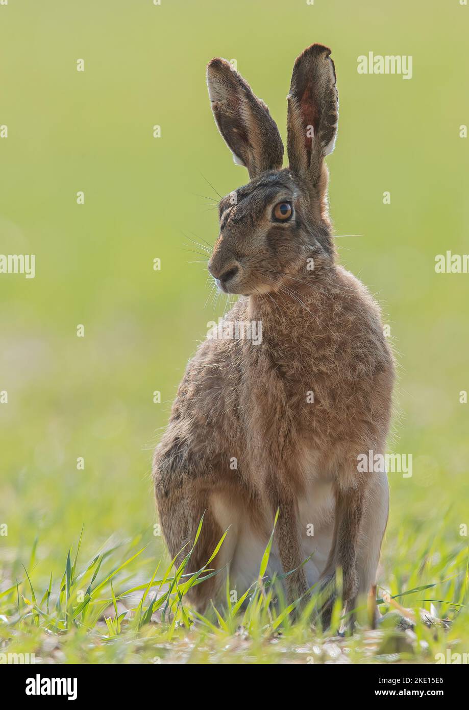 A wild Brown Hare , sitting looking at the camera An intimate shot showing it's huge ears, fur ...