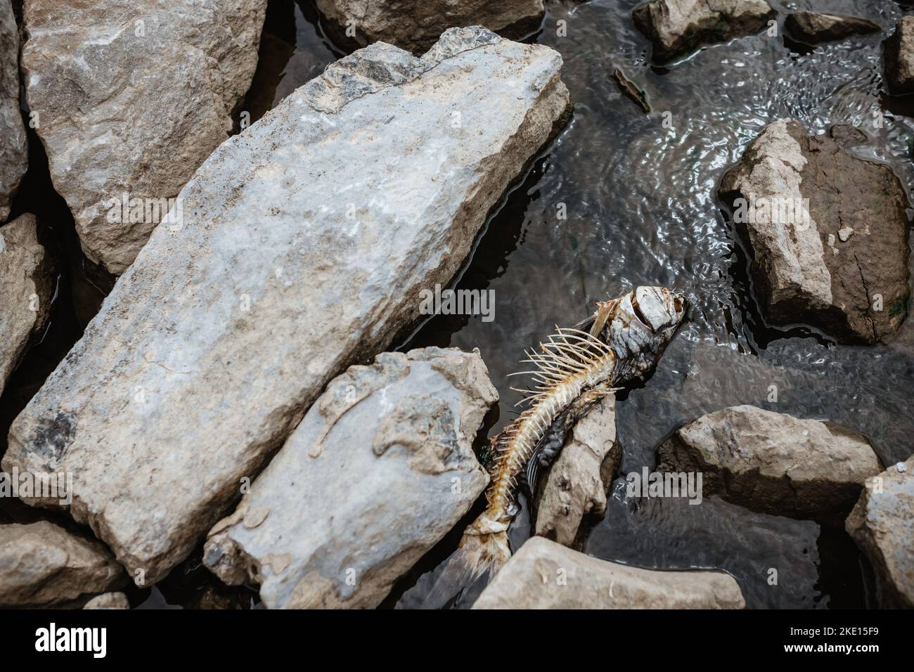 Dead fish bones hi-res stock photography and images - Alamy