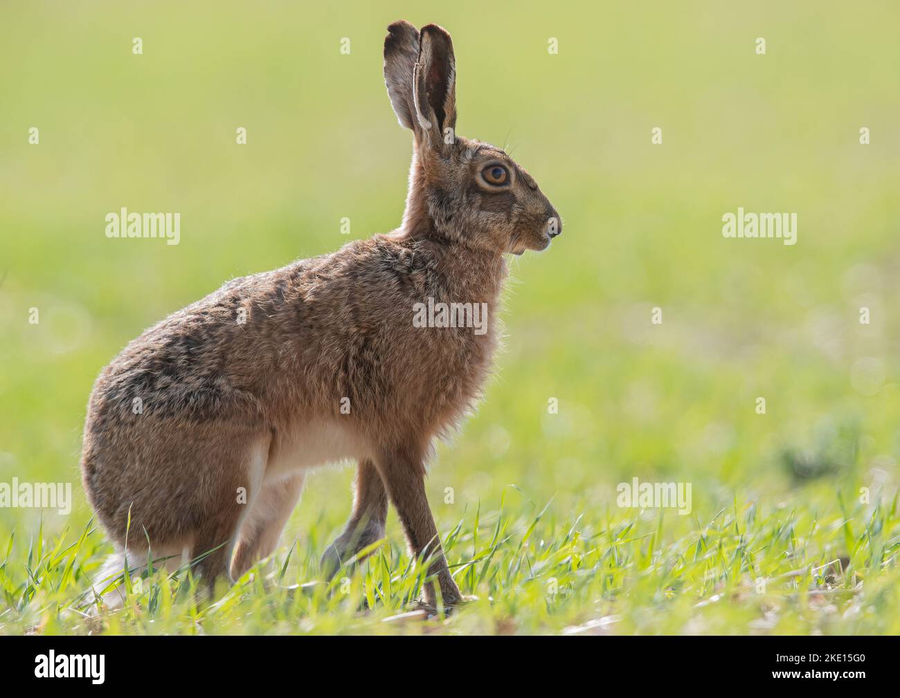 A wild Brown Hare , sitting looking at the camera An intimate shot ...