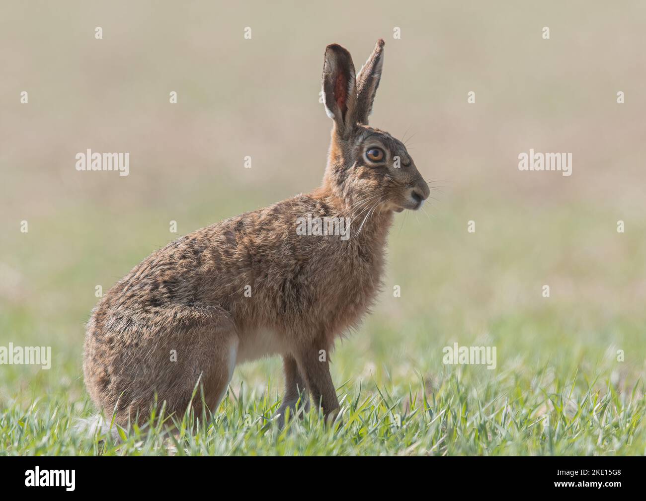 A wild Brown Hare , sitting looking at the camera An intimate shot ...