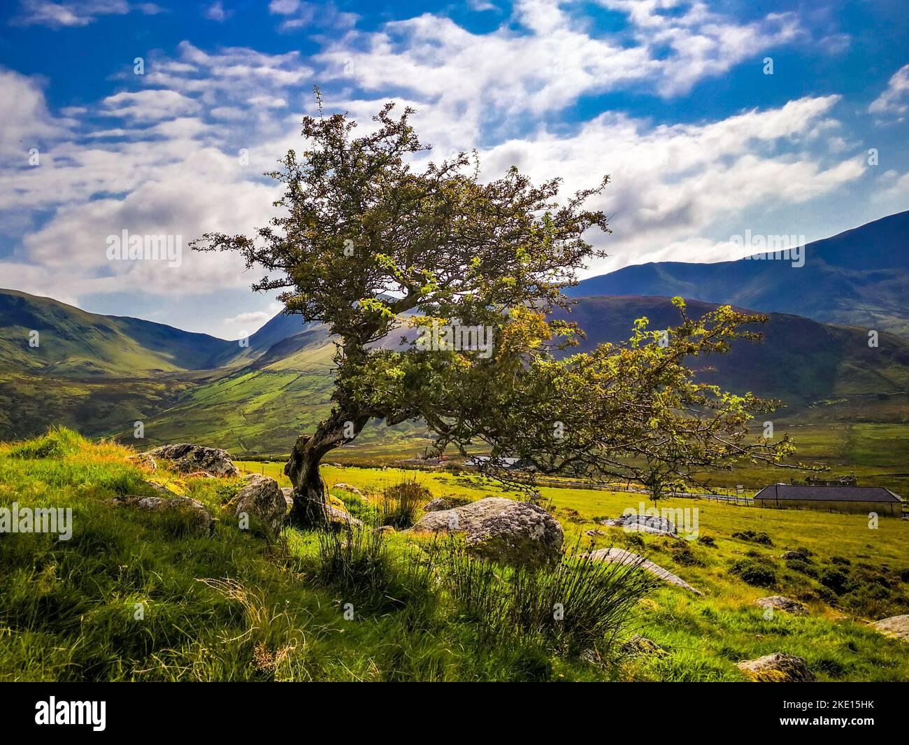 A single tree growing on a field with a background of hills Stock Photo ...