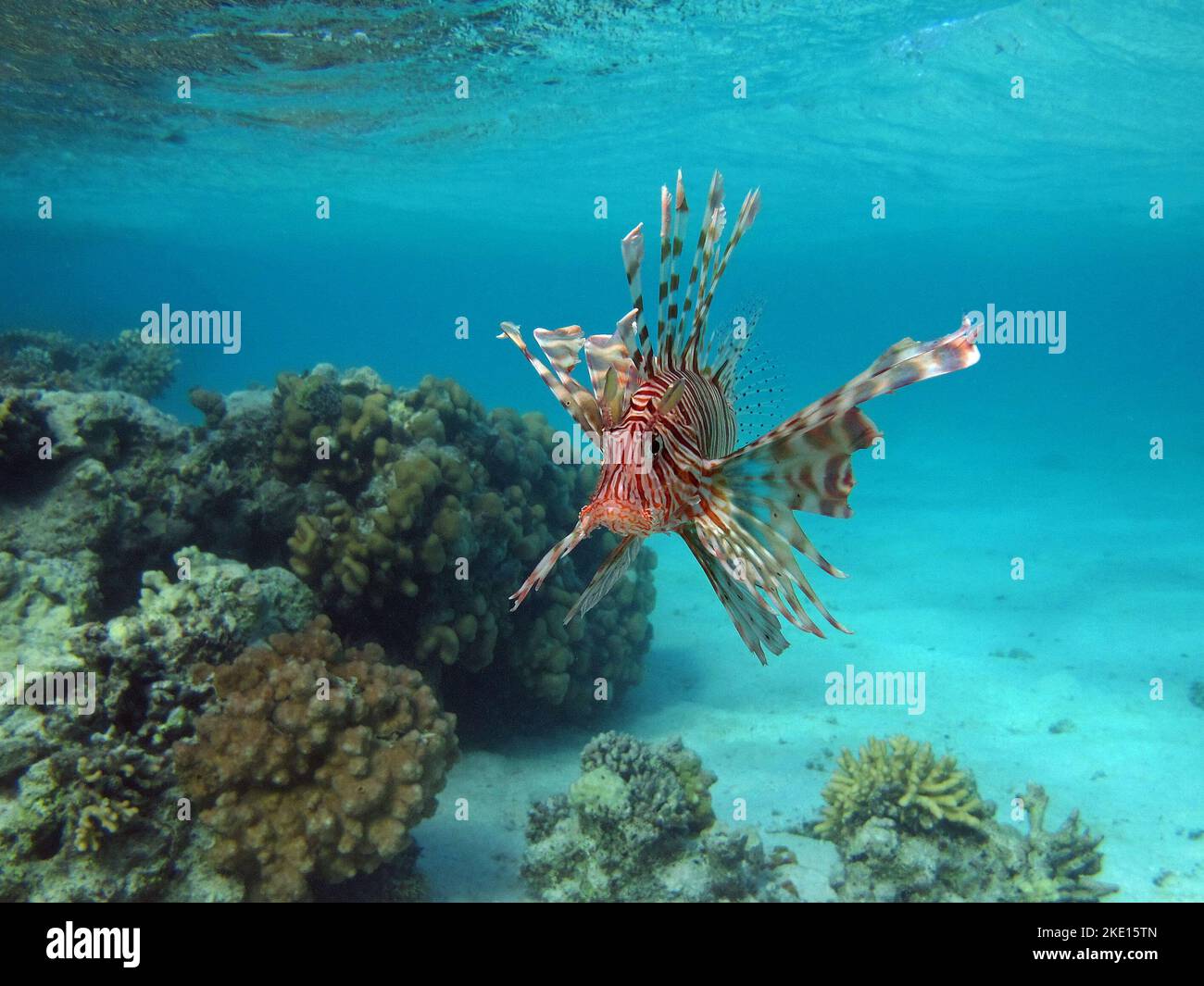 Lion Fish in the Red Sea in clear blue water hunting for food ...