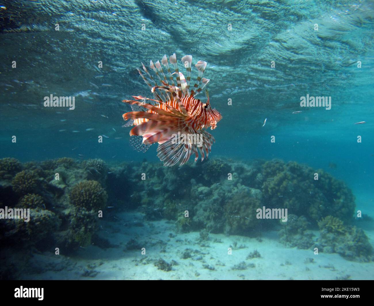 Lion Fish in the Red Sea in clear blue water hunting for food ...