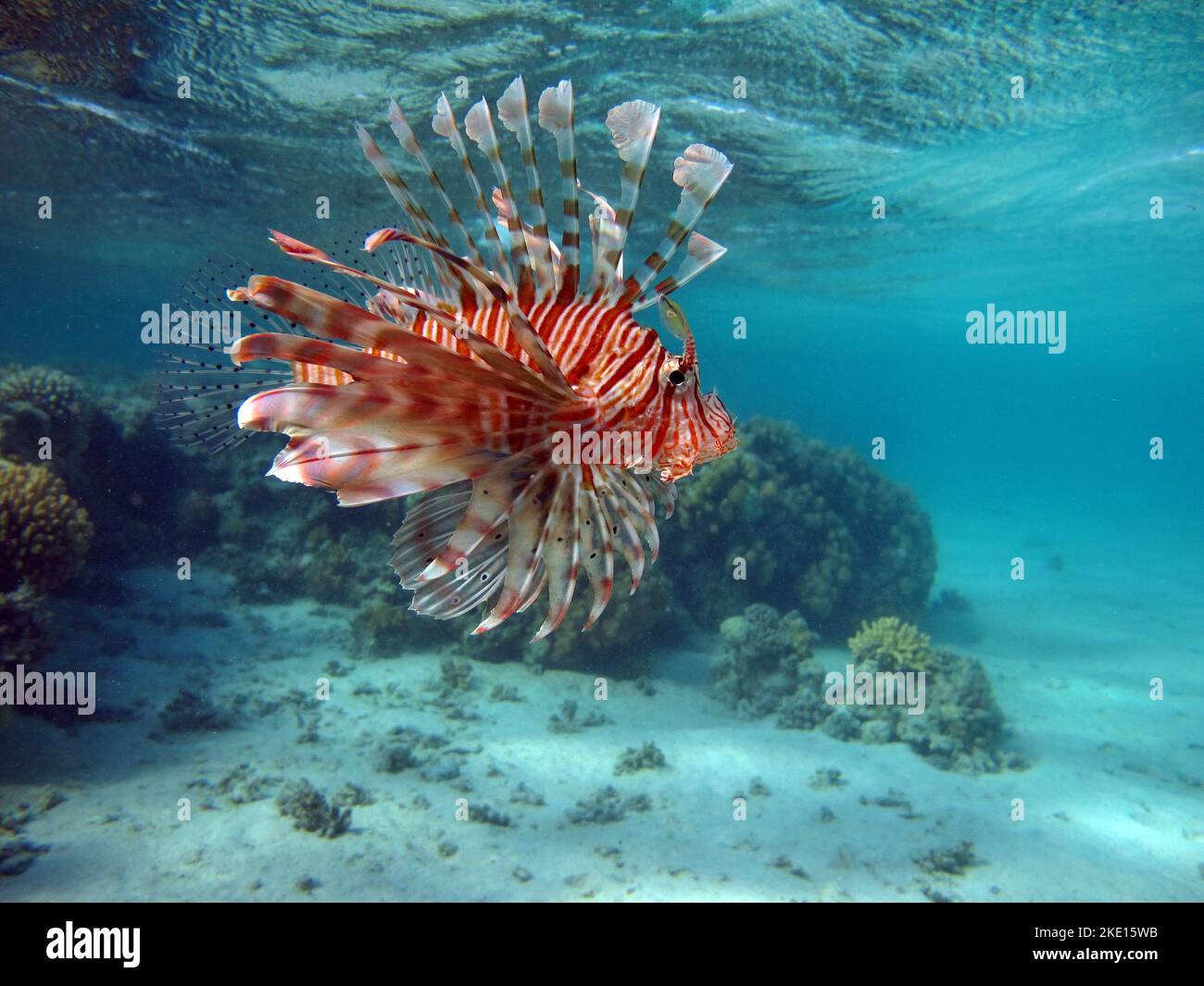 Lion Fish in the Red Sea in clear blue water hunting for food ...