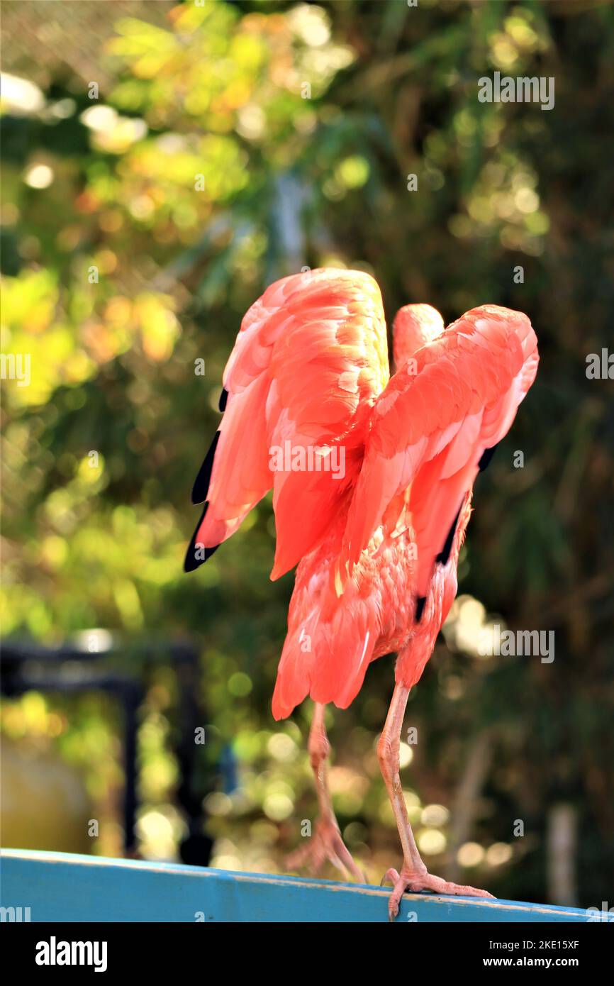 A vertical of a scarlet ibis bird preparing to fly Stock Photo - Alamy