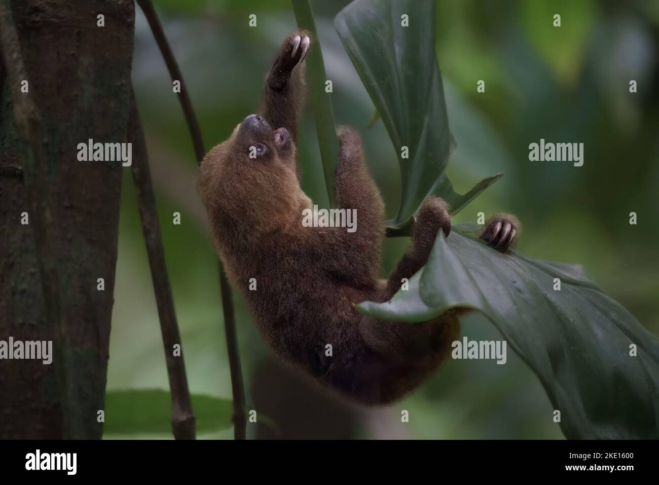 Baby two hi-res stock photography and images - Alamy