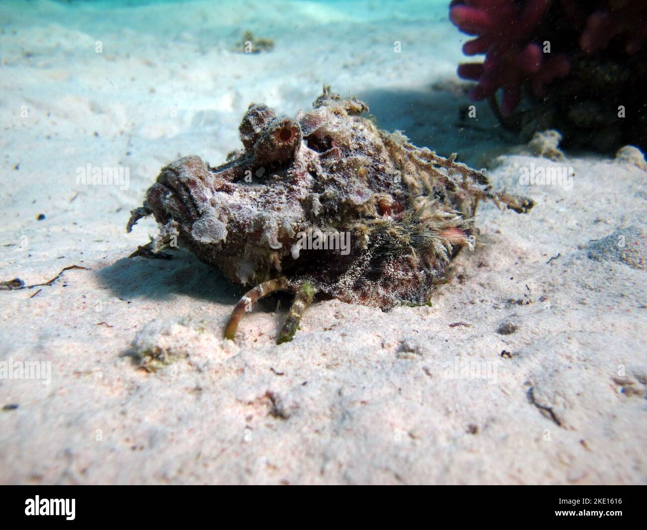 Tassled Scorpionfish. Fish - a type of bone fish Osteichthyes ...