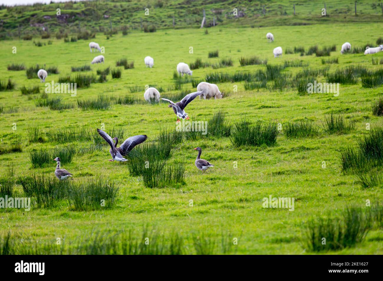 Flying sheep hi-res stock photography and images - Alamy