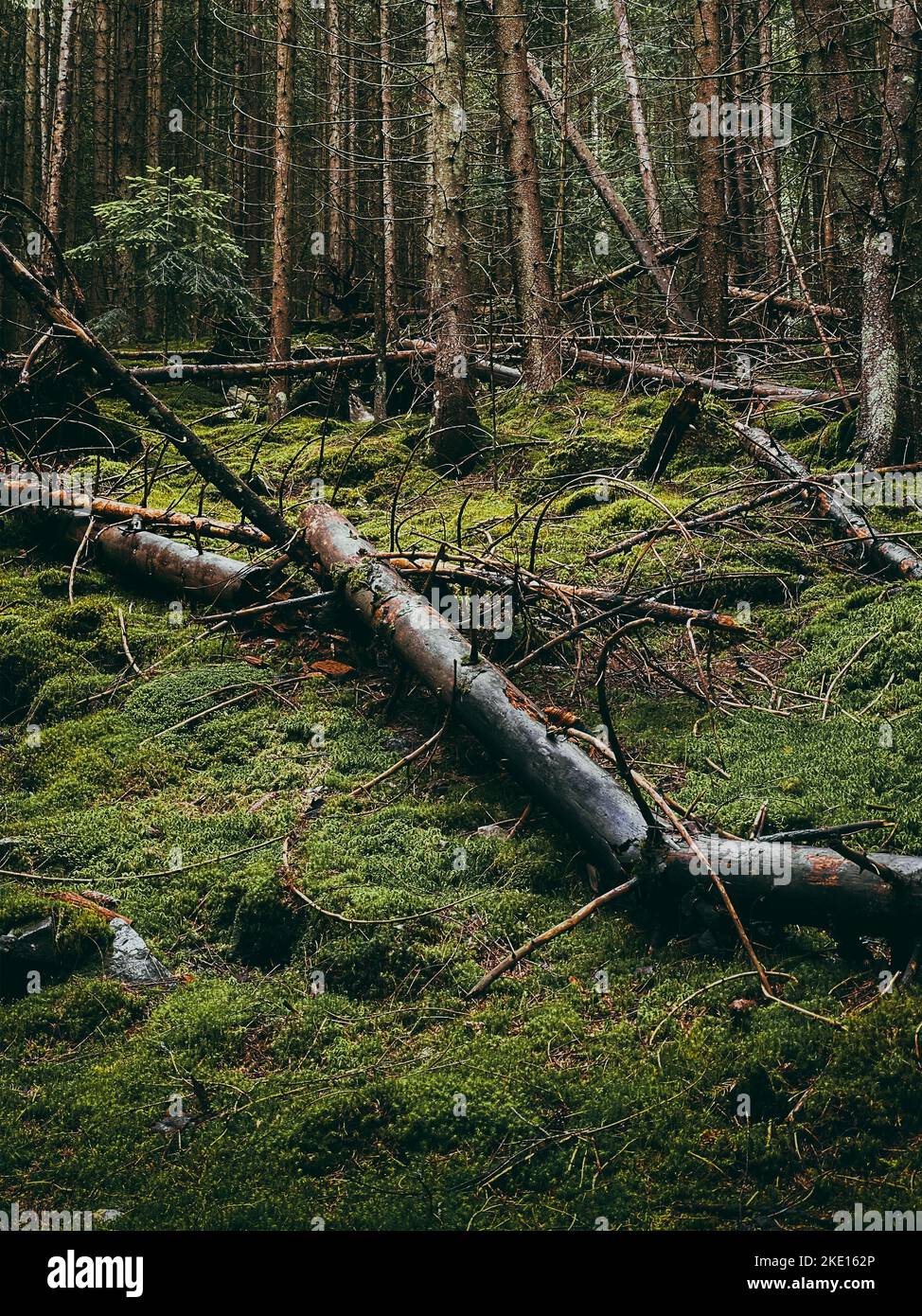 Fallen trees in spruce forest covered with moss Stock Photo - Alamy