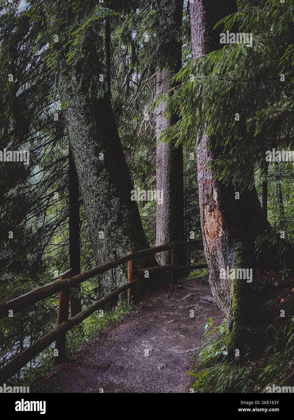 Forest path along trees with wooden fence Stock Photo - Alamy