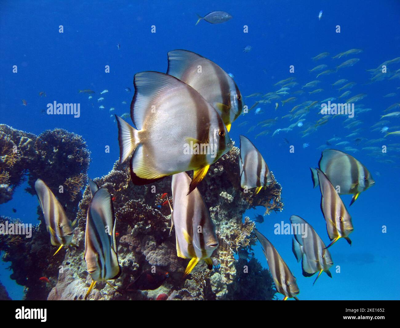 Colorful tropical fish on a coral reef, amazingly beautiful fairy world ...