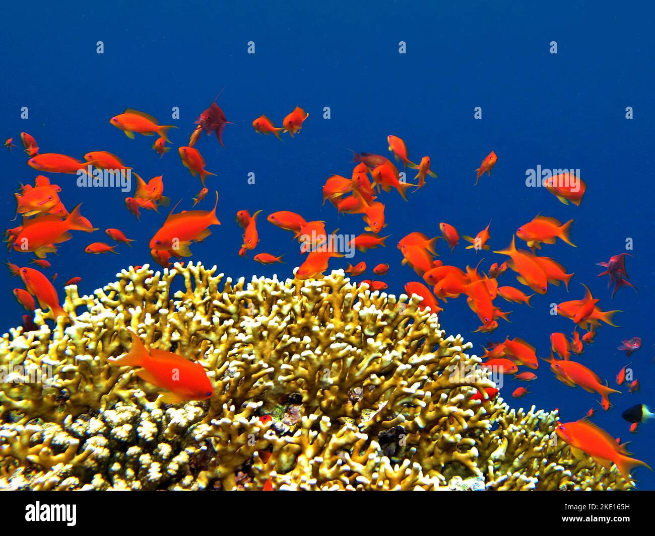 Colorful tropical fish on a coral reef, amazingly beautiful fairy world ...