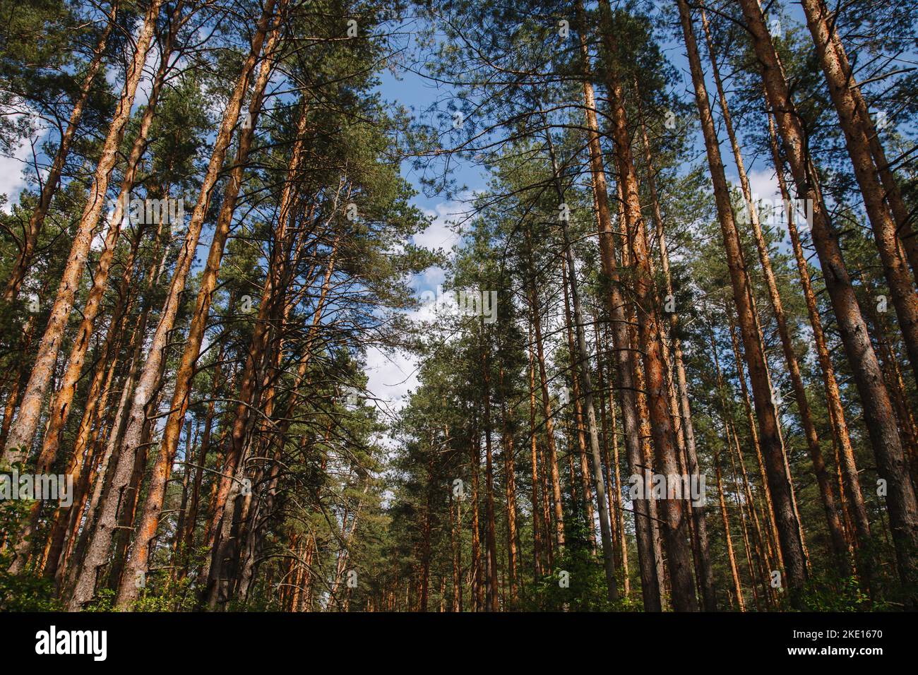 The pine forest in sunny September day Stock Photo - Alamy
