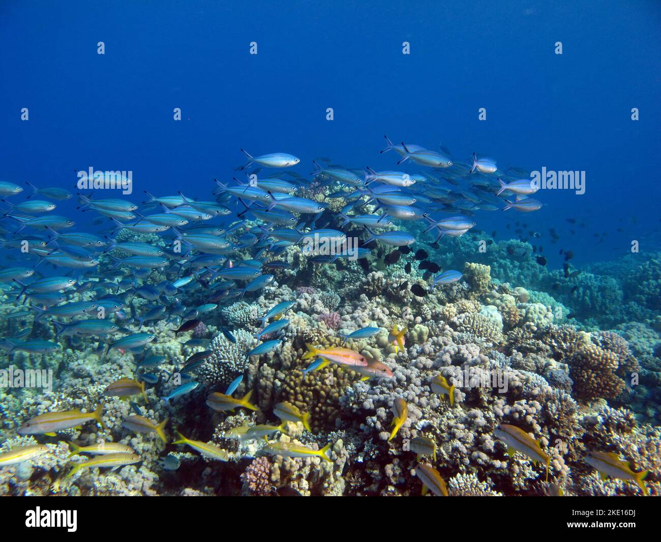 Colorful tropical fish on a coral reef, amazingly beautiful fairy world ...