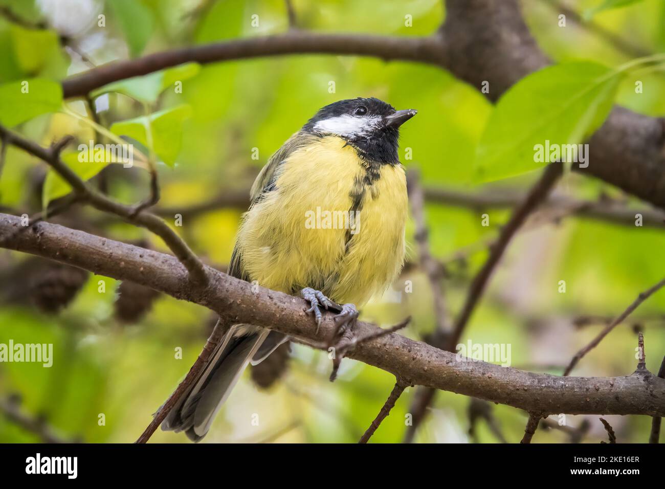 Cute bird Great tit, songbird sitting on the branch with blured ...
