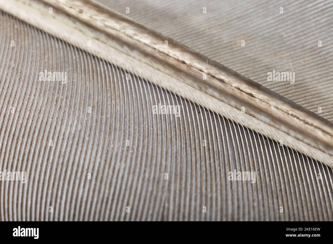 Pattern of a bird feather Stock Photo - Alamy