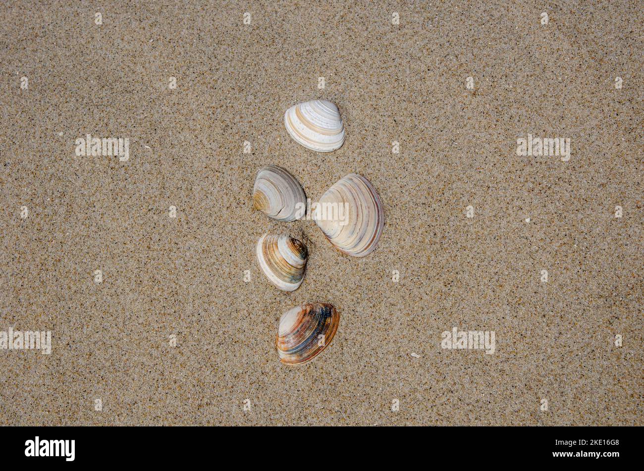 Cockle, Shellfish, Clam, Seashell lying on a sandy beach Stock Photo ...