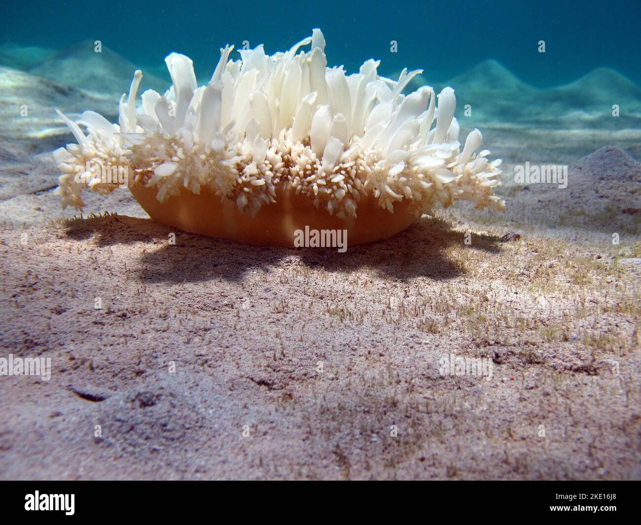 Colorful tropical fish on a coral reef, amazingly beautiful fairy world ...