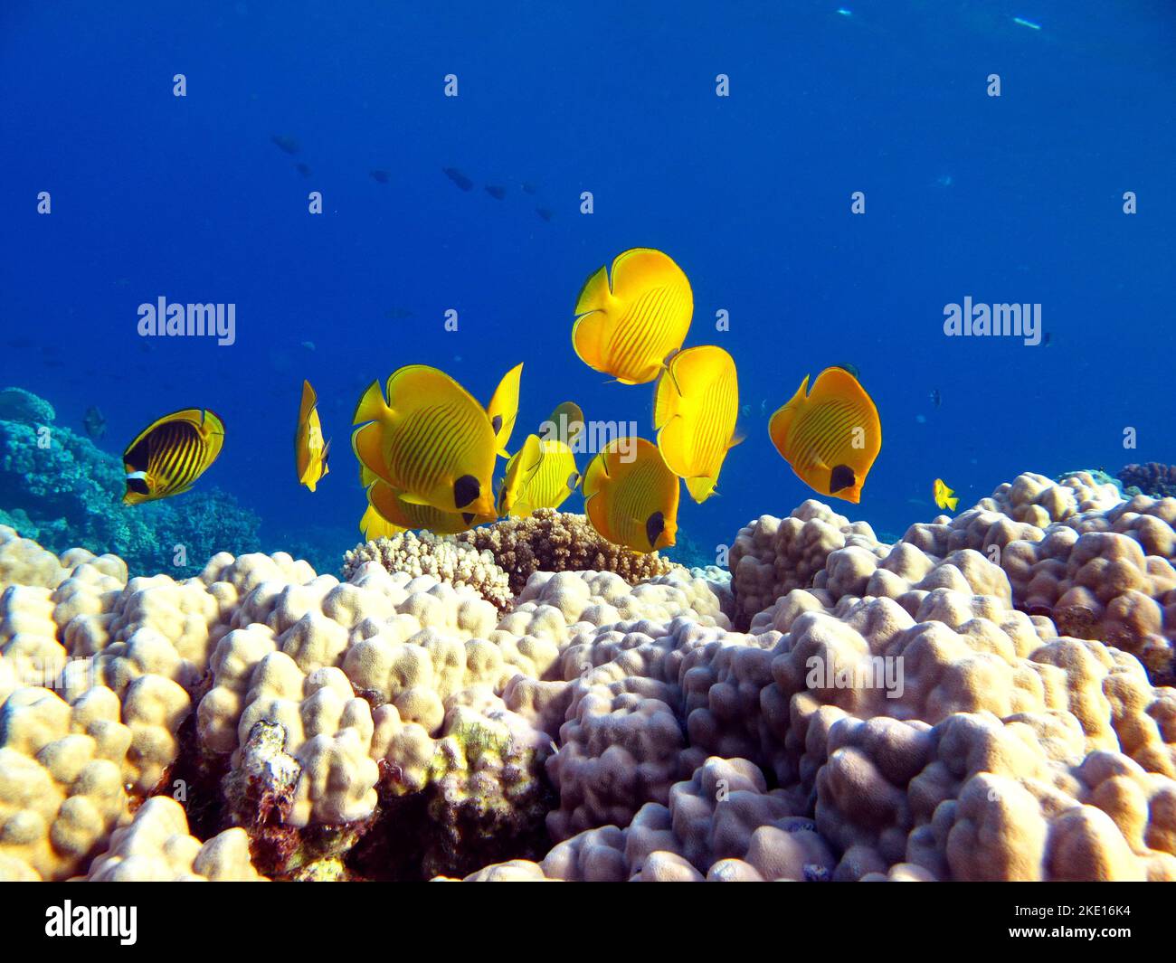 Colorful tropical fish on a coral reef, amazingly beautiful fairy world ...