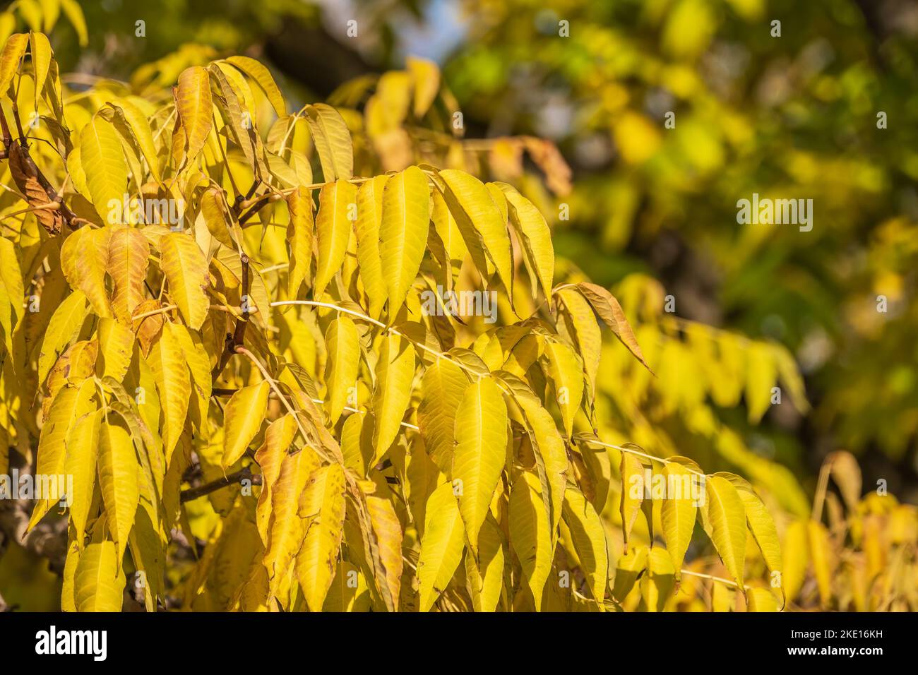 Autumn leaves of a weeping willow on a branch in late fall. Leaves ...