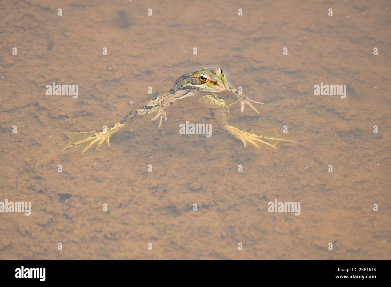 A top view of a swimming green frog with wide open legs, amphibian with ...
