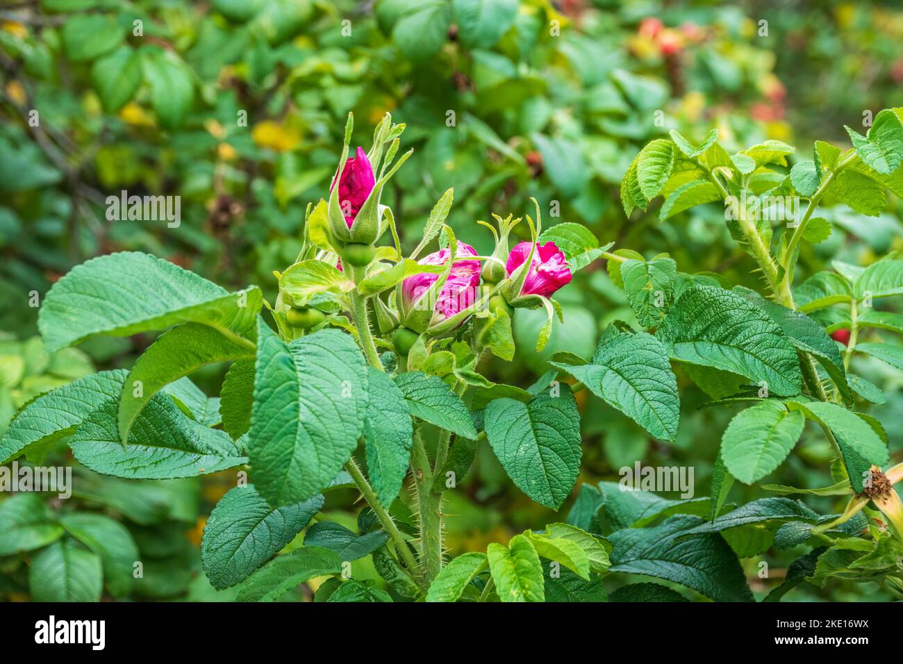 Blooming rosehip flower, beautiful pink flower on a bush branch ...
