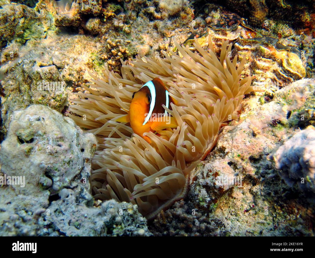 Clown fish amphiprion (Amphiprioninae). Red sea clown fish. Nemo Stock ...