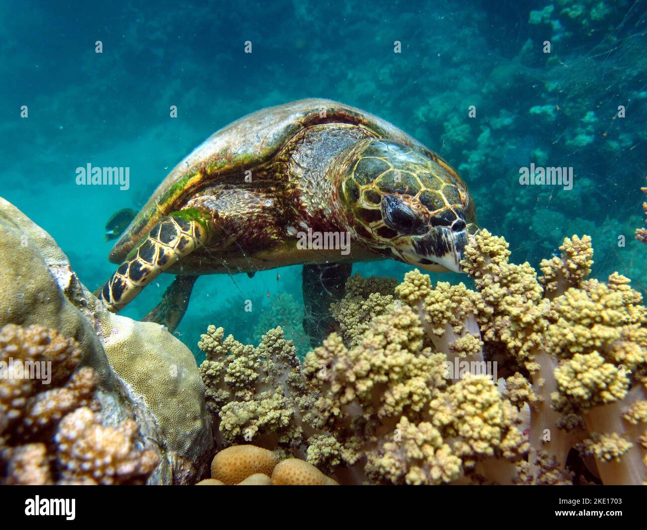 Hawksbill sea turtle (CR species) Hawksbill Turtle - Eretmochelys ...