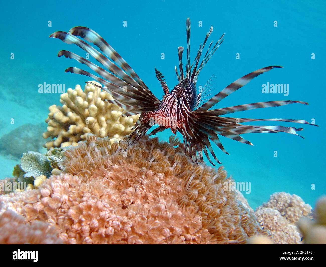 Lion Fish in the Red Sea in clear blue water hunting for food ...