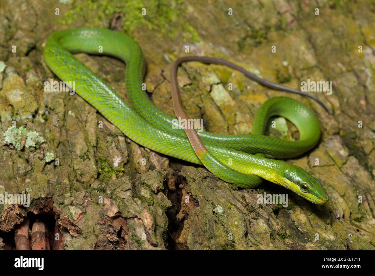 Gonyosoma oxycephalum, the arboreal ratsnake, the red-tailed green ...