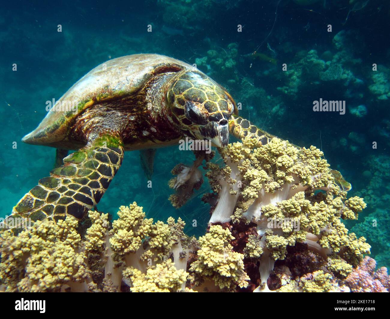 Hawksbill sea turtle (CR species) Hawksbill Turtle - Eretmochelys ...