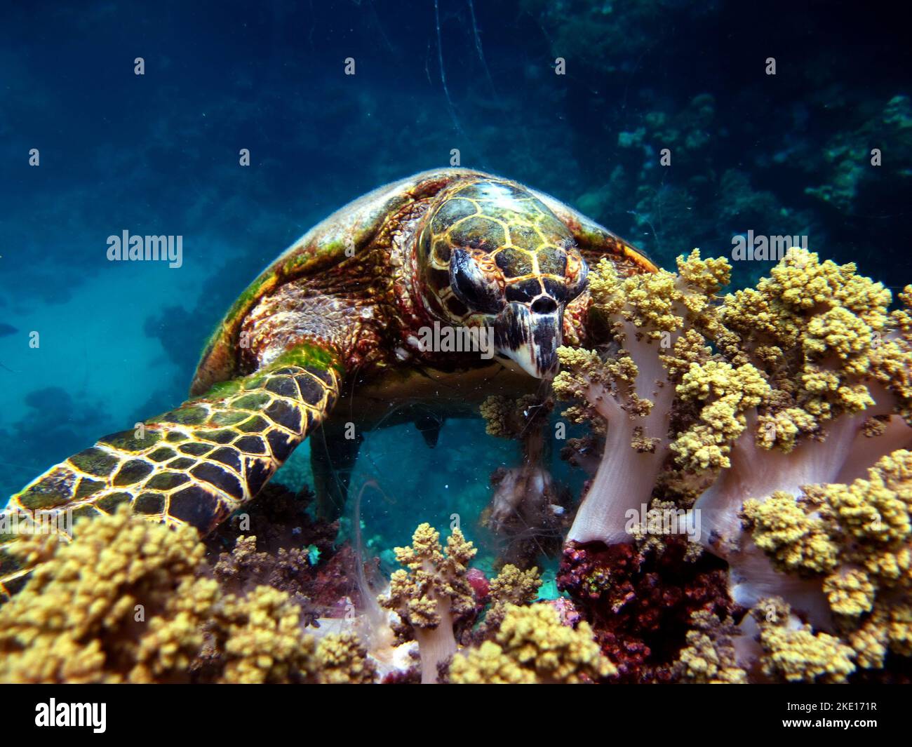 Hawksbill sea turtle (CR species) Hawksbill Turtle - Eretmochelys ...