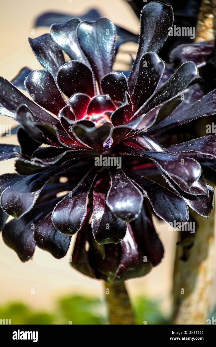 Closeup of the Tree aeonium (Aeonium arboreum Stock Photo - Alamy