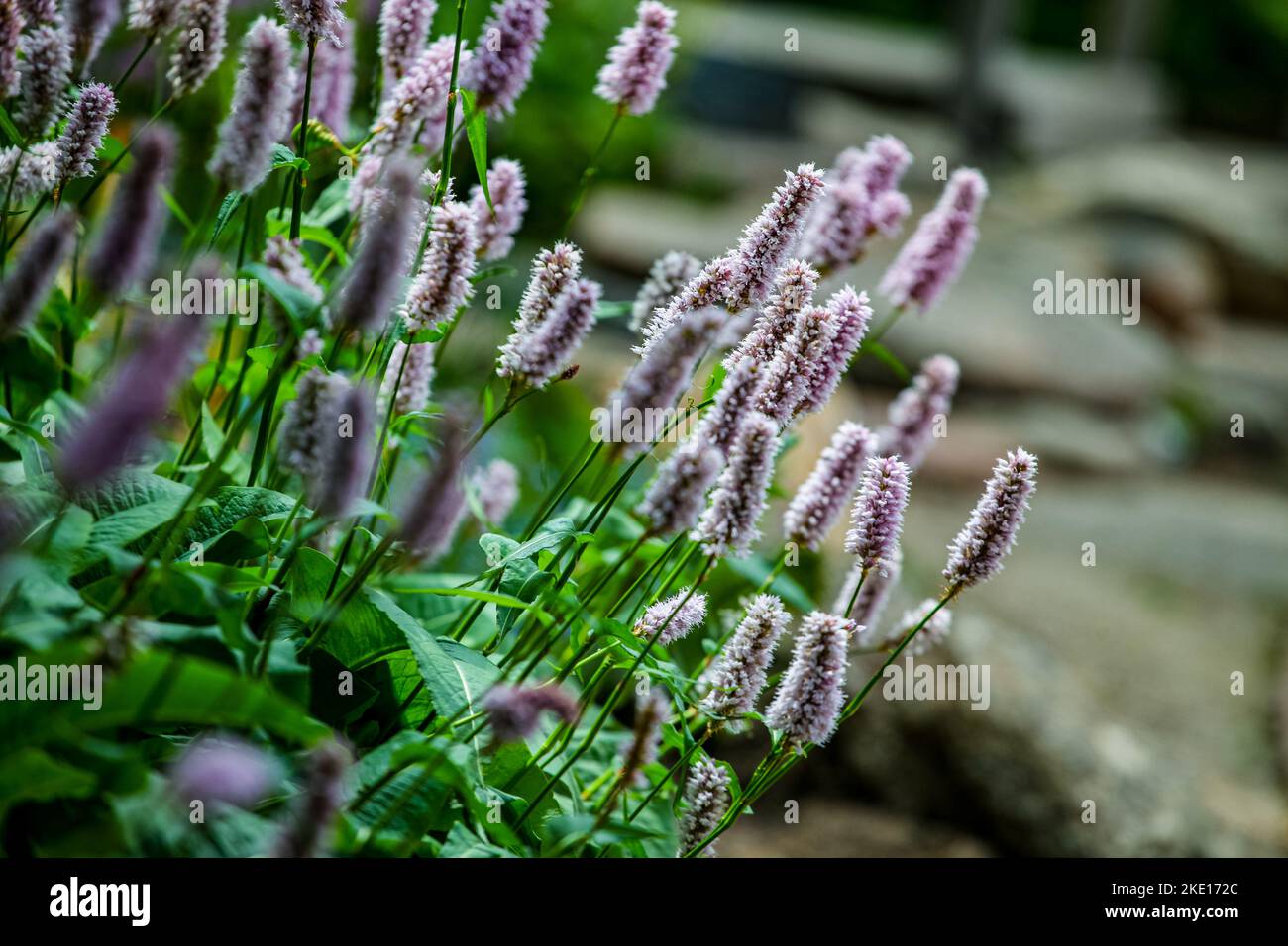 View at Meadow bistort (Bistorta officinalis) in the field Stock Photo ...