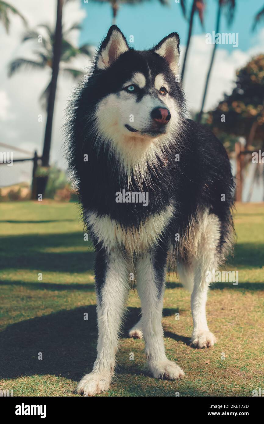 A vertical shot of a cute Siberian Husky dog with heterochromia in the ...