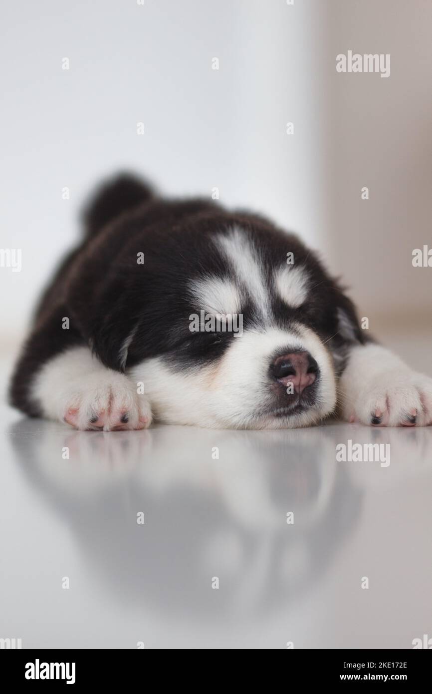 A vertical shot of a cute sleepy Siberian Husky puppy laying on the ...