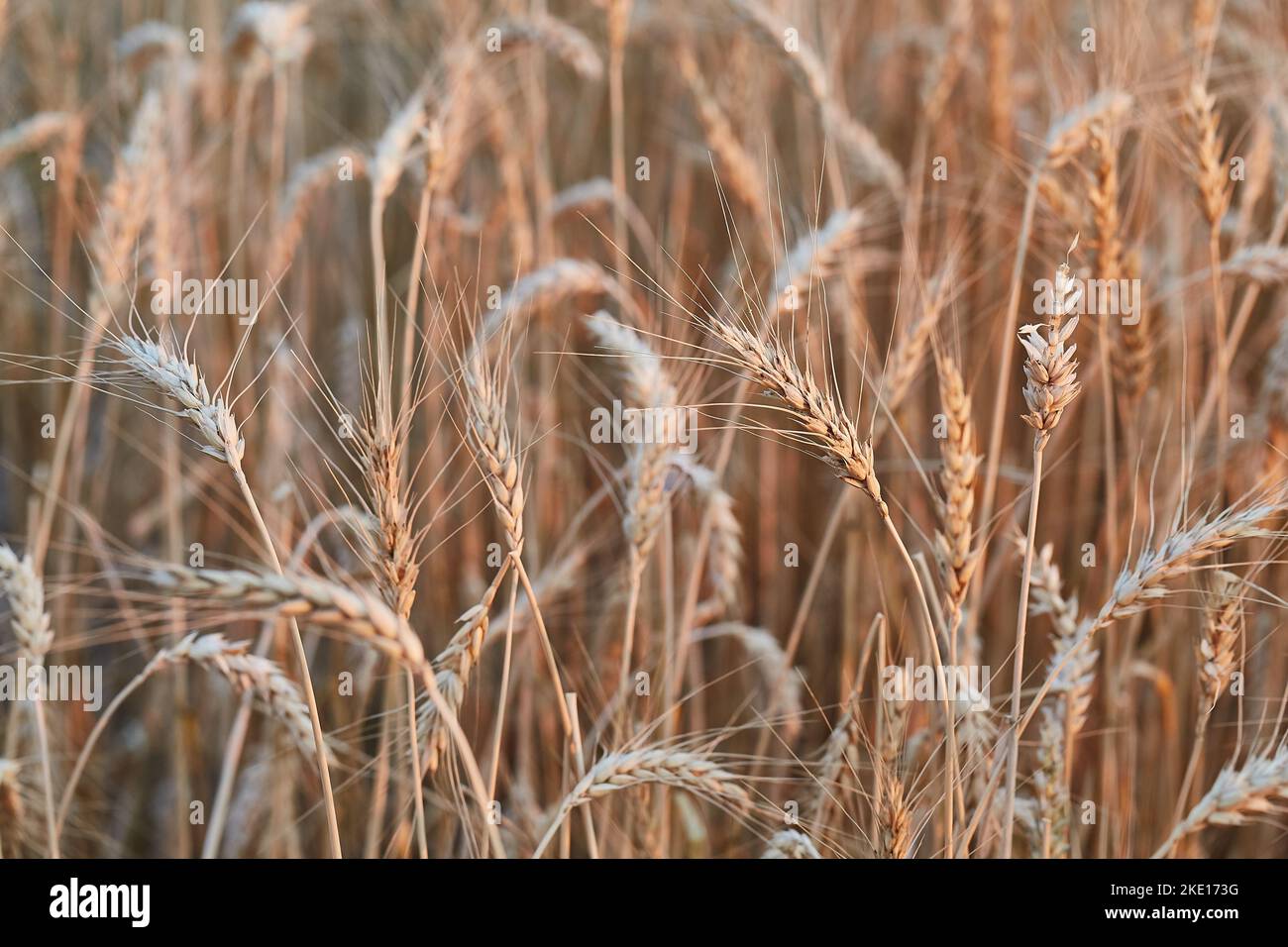 Detail wheat field hi-res stock photography and images - Alamy