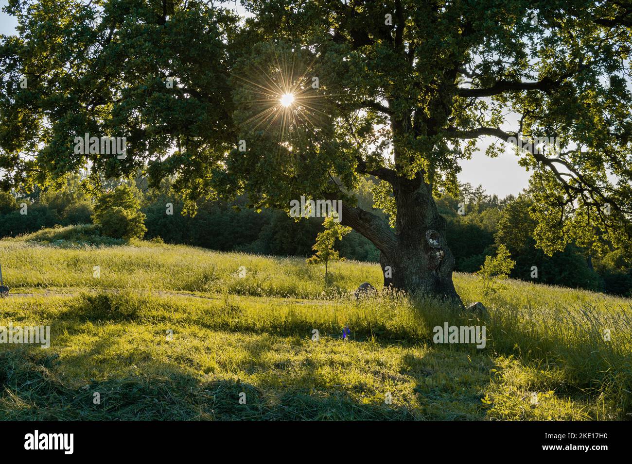 Glimpse tree branches in hi-res stock photography and images - Alamy