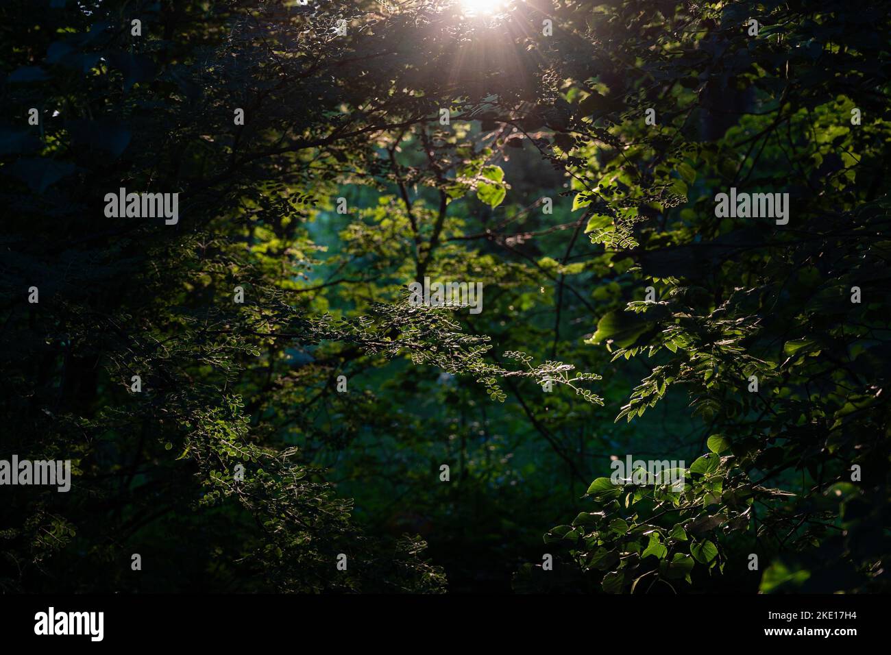 A closeup of tree leaves in a dense forest against a glimpse of ...