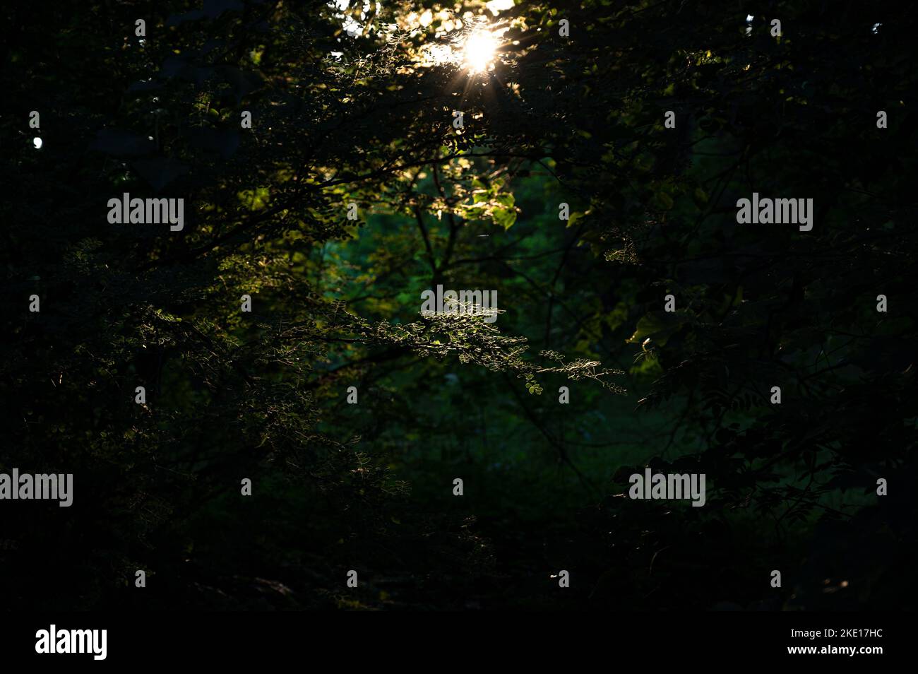 Glimpse tree branches in hi-res stock photography and images - Alamy