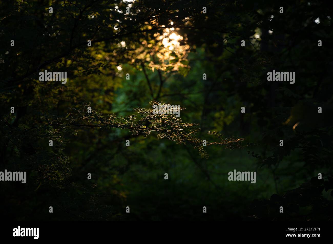 A closeup of tree leaves in a dense forest against a glimpse of ...